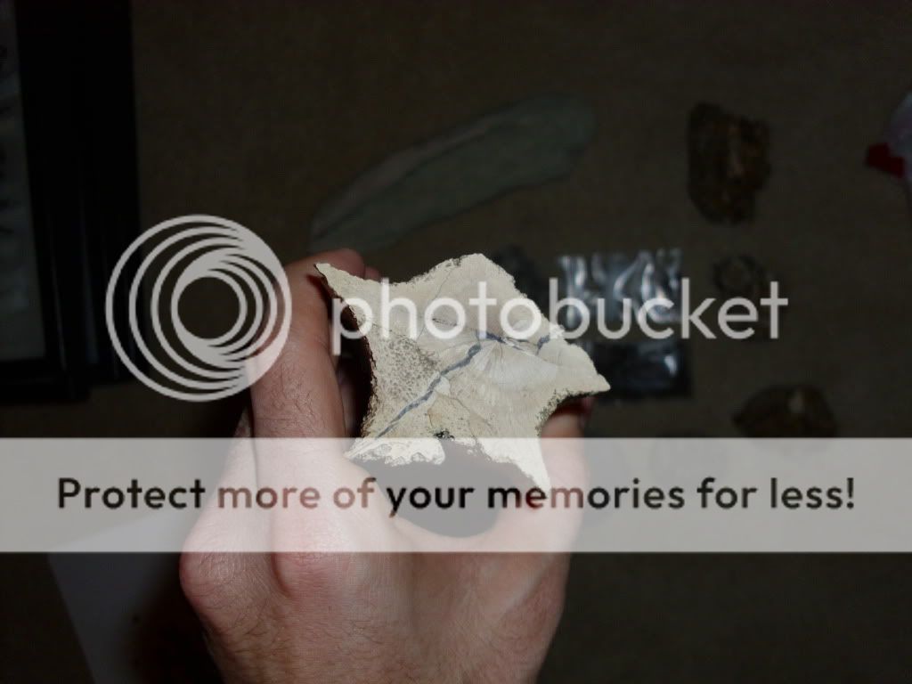 Microfossils from Texas--lost of small fossil teeth and shells | TreasureNet.com