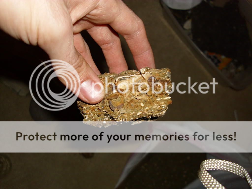 Microfossils from Texas--lost of small fossil teeth and shells | TreasureNet.com