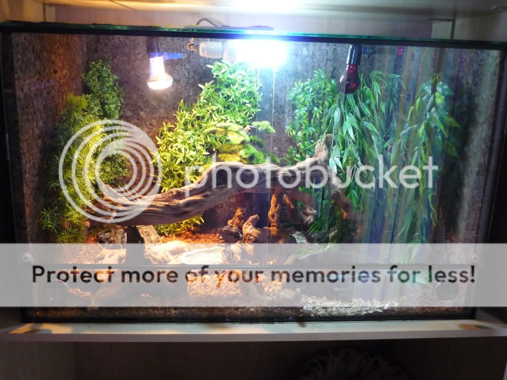 Slangenforum - Toon onderwerp - Eindelijk foto's van mijn terrariums