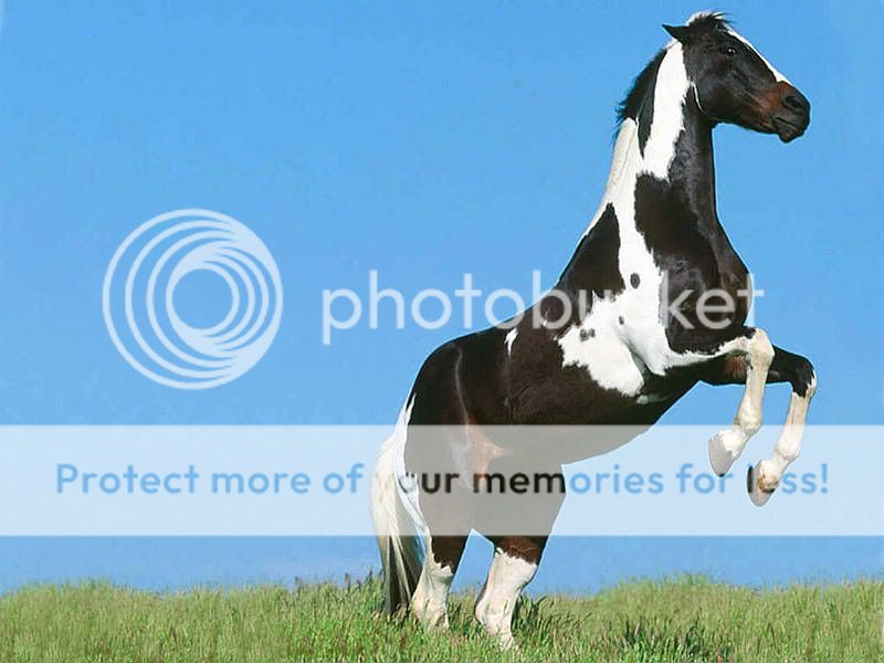 A Mustang in it's natural environment : r/pics